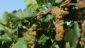 Learn Tricks of the Trade in Cold Climate Grape Growing - Growing Produce