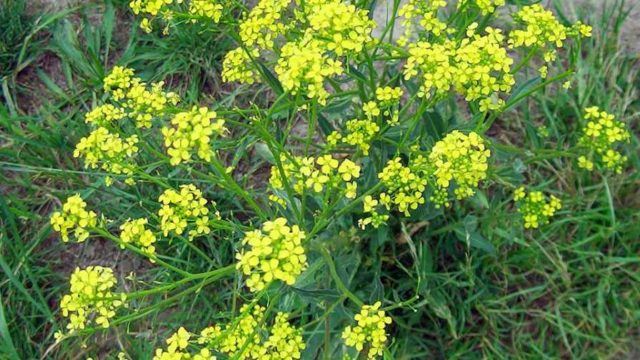 Field Scouting Guide: Wild Mustard - Growing Produce