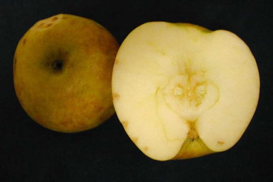 Mitigate Bitter Pit in Your Apple Crops With Auxin and ABA - Growing ...