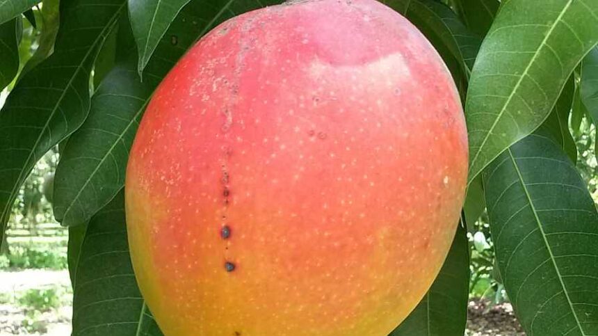More Florida Mangoes, Please! Scientists Are Working on It - Growing ...