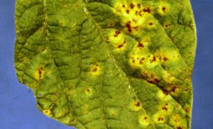 Get the Best of Bean Rust Before It Erodes Your Crop - Growing Produce
