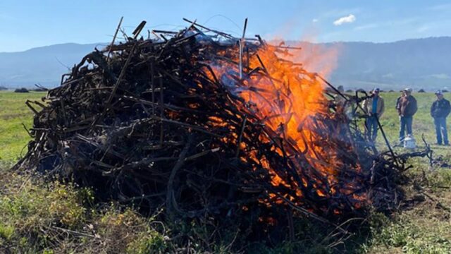 Reasons Grape Growers Are Turning to Biochar for Vine Growth - Growing ...