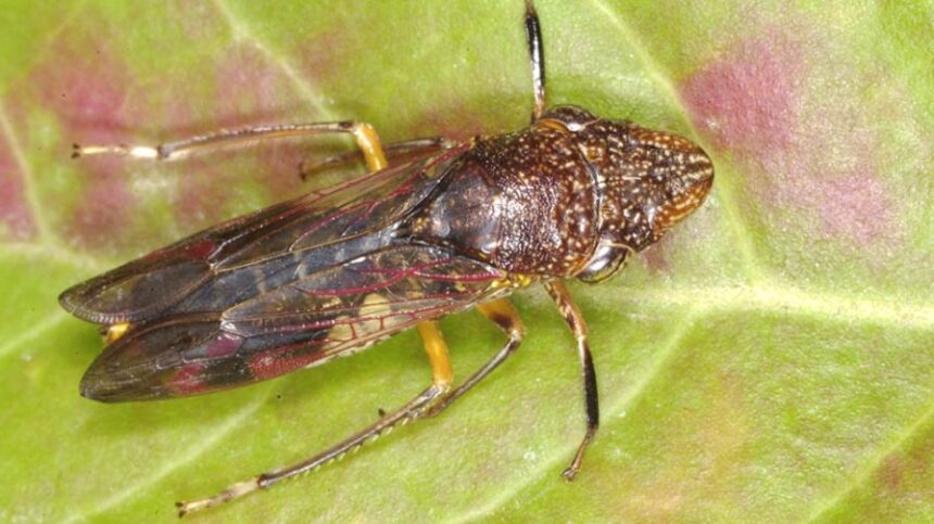 Heads up! Is the Glassy-Winged Sharpshooter on the Rise Again ...