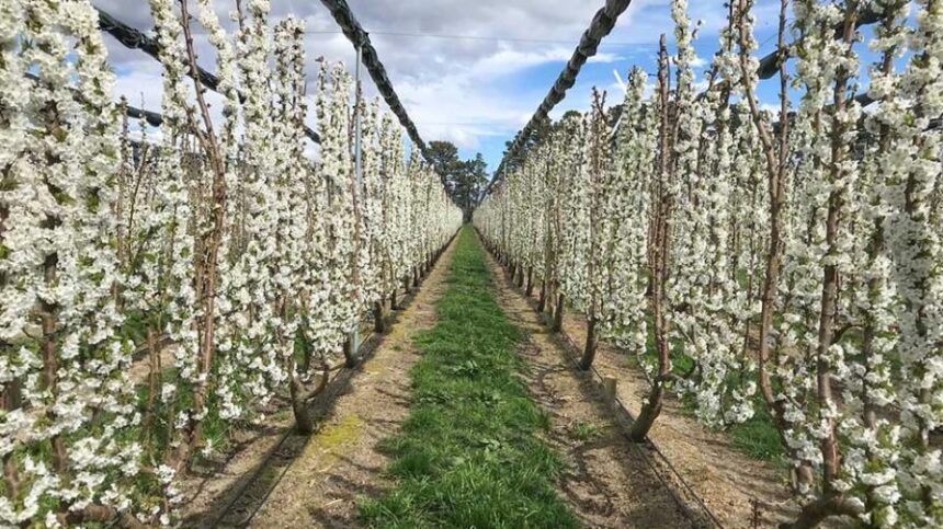 Harnessing Evolution as Cherry Production Systems Make Progress ...