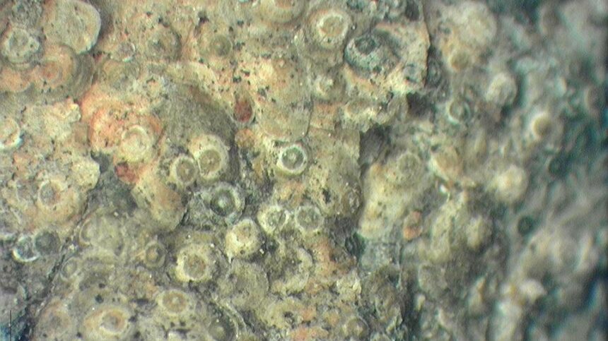 Why San Jose Scale Is Still a Problem in Stone Fruit - Growing Produce