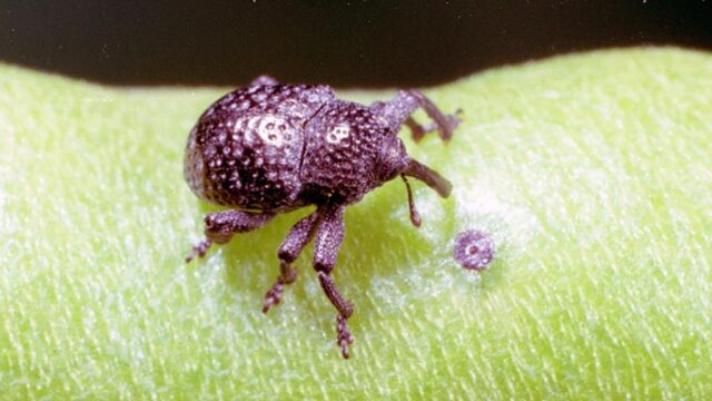 Protect Your Peas by Taking Control of Cowpea Curculio - Growing Produce