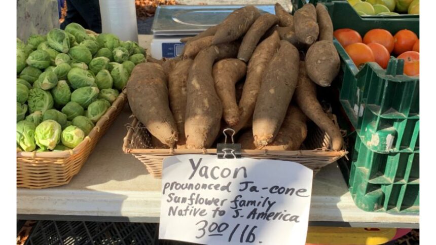 A Few More Yacon and Agritourism Tidbits, and an Unexpected Twist ...