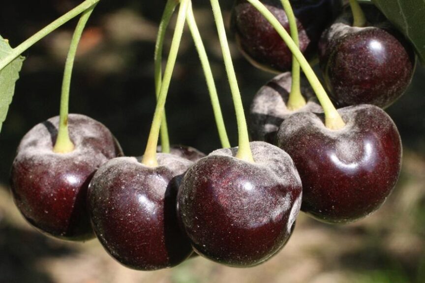 Fight Fungicide Resistance in Cherry Powdery Mildew - Growing Produce