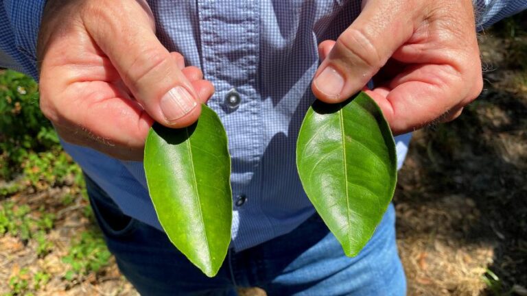 Is Sap Analysis the Future of Fine-Tuning Plant Nutrition? - Growing ...