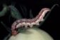Tips To Tame Tomato Fruitworm, A Formidable Foe in the Field - Growing ...