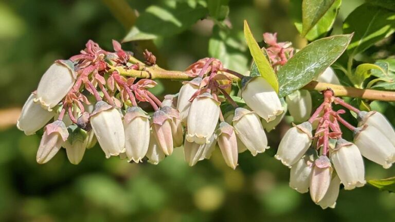 The Promise and Pitfalls of Using Managed Bumblebees for Blueberry ...