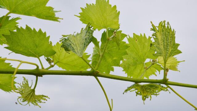 What You Can Do To Protect Your Grapes From Herbicide Drift Damage ...