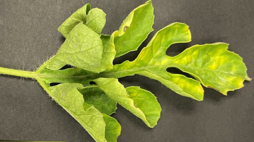 2 Mystery Plant Viruses a New Worry for Watermelon Growers in Florida ...
