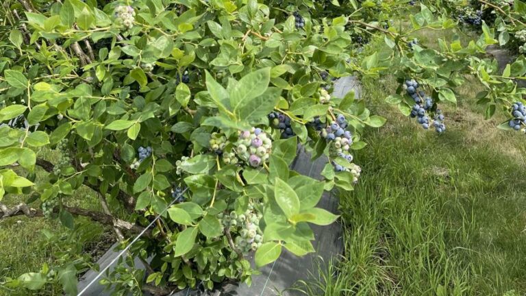How to fertilize blueberry crops correctly - FreshFruitPortal.com