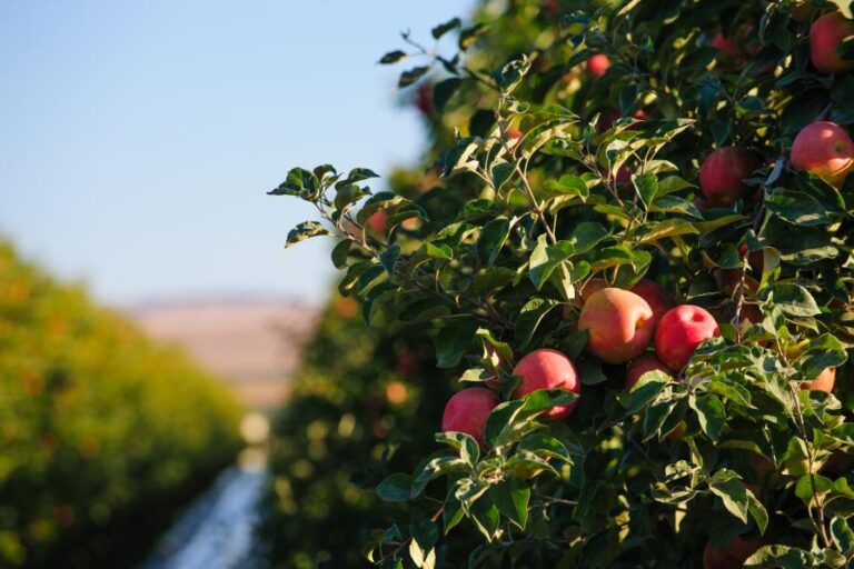 Harvest Update: 'RubyFrost' Apples Return with New Look - Growing Produce