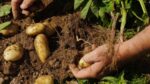 All Vines and No Taters? A Potato Grower's Frustration - Growing Produce