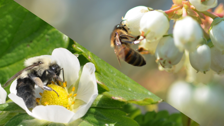 Bee vectoring produces higher profits & better crops - Growing Produce