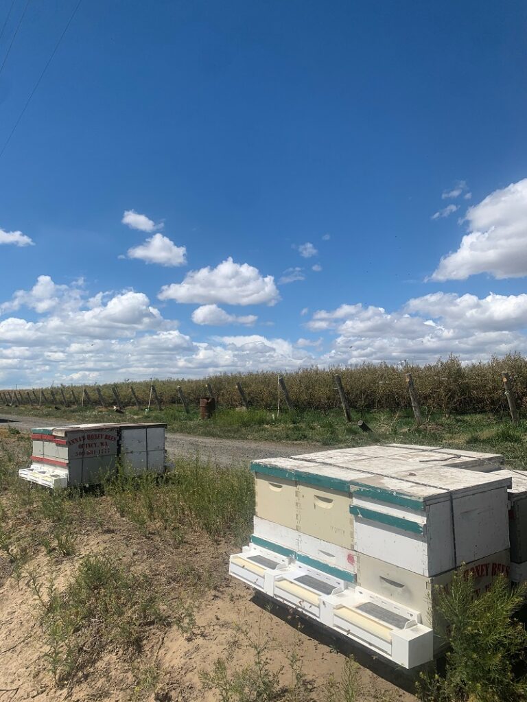Bee vectoring produces higher profits & better crops - Growing Produce