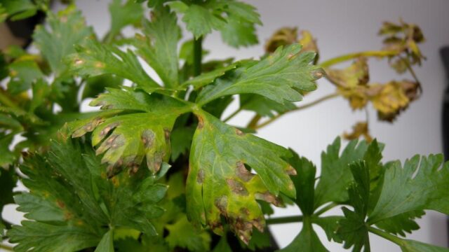 Don’t Be Late to the Fight Against Early Blight of Celery - Growing Produce