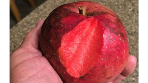 All Hail the Apple Scion King - Growing Produce