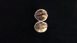 New Pathogens are the Culprit for More California Walnut Mold - Growing ...