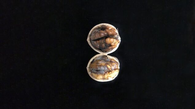 New Pathogens are the Culprit for More California Walnut Mold - Growing ...