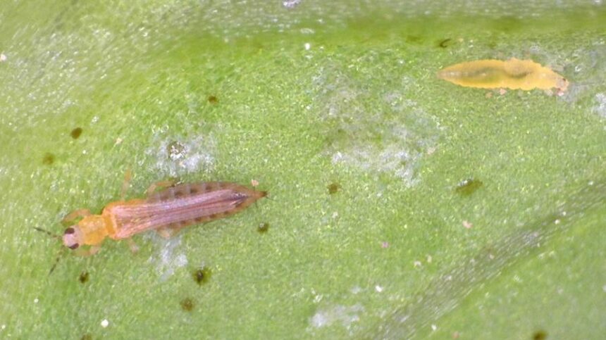 How Vegetable Growers Can Win the Battle Against Thrips - Growing Produce