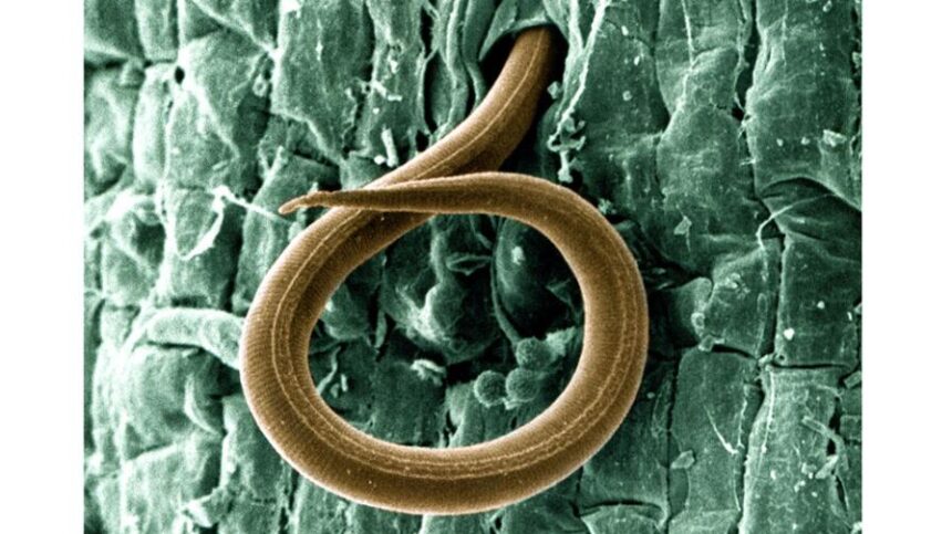 Helpful Tips for Handling Root Knot Nematodes in Tomatoes - Growing Produce