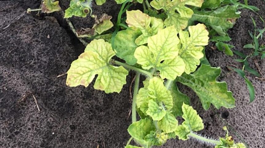 A New Cucurbit Disease Continues To Spread Across U.S. - Growing Produce