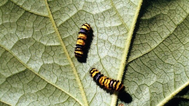Significant Grape Pest Found in Premium California Wine County ...