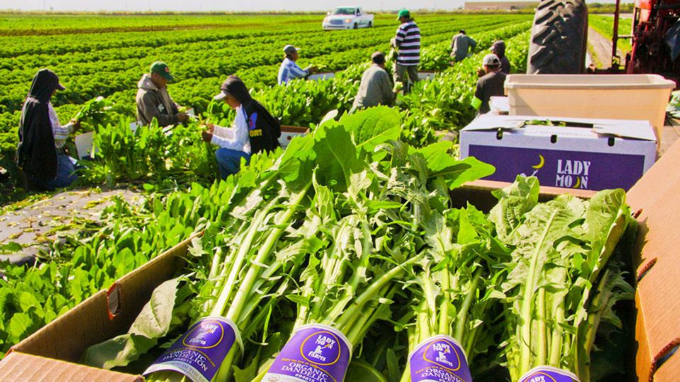 One Vegetable Grower Shares Her Secret to Farm Labor Success - Growing Produce