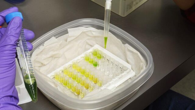 Use the Right Tools for Detecting Plant Pathogens - Growing Produce