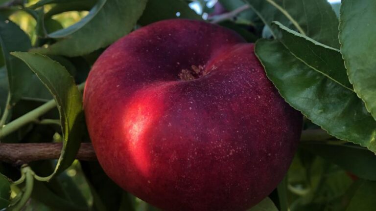 They're Here! ‘Platty Moon’ Nectarines Finally Reach the U.S. - Growing ...