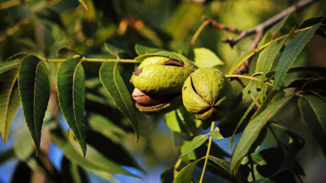 Shield Your Yield with new Altacor® eVo Insect Control - Growing Produce