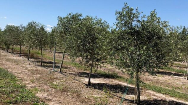 Commercial Olive Production in Florida Is Being Put to the Test ...