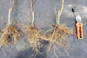 Rootstocks Play Huge Role in the Future of Peach Production - Growing ...