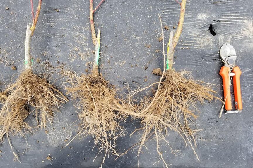 Rootstocks Play Huge Role in the Future of Peach Production - Growing ...