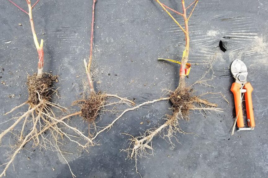 Rootstocks Play Huge Role in the Future of Peach Production - Growing ...