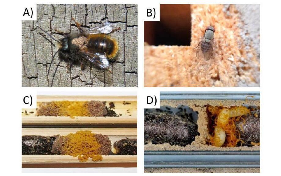 What's the Preferred Nesting Choice of Mason Bees? Stone Fruit Growers ...