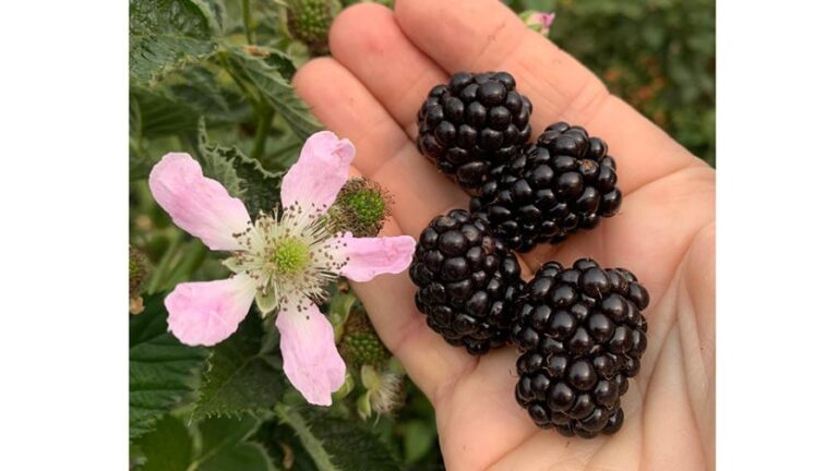 Big Changes on the Horizon for the Blackberry Market - Growing Produce
