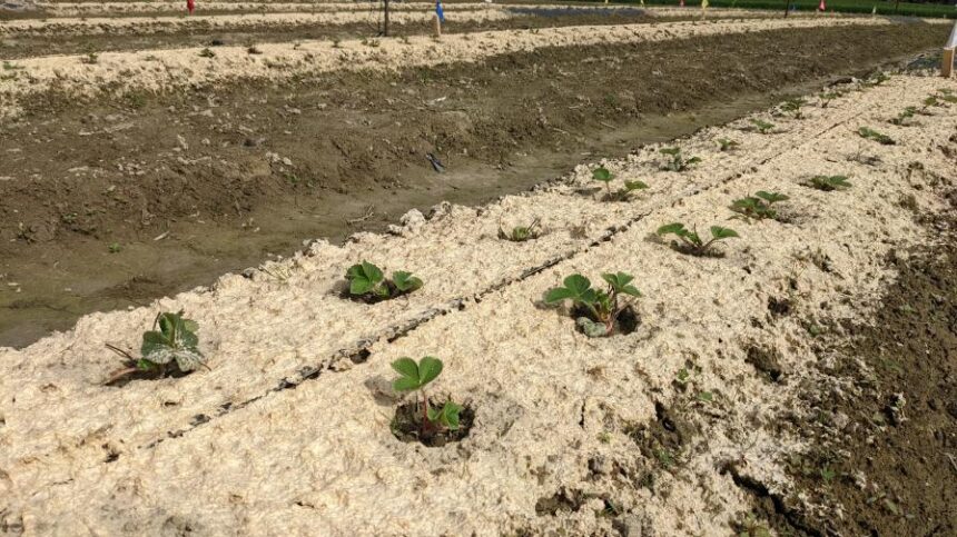Study Shows Hydromulch Is Promising for Berry Crops - Growing Produce