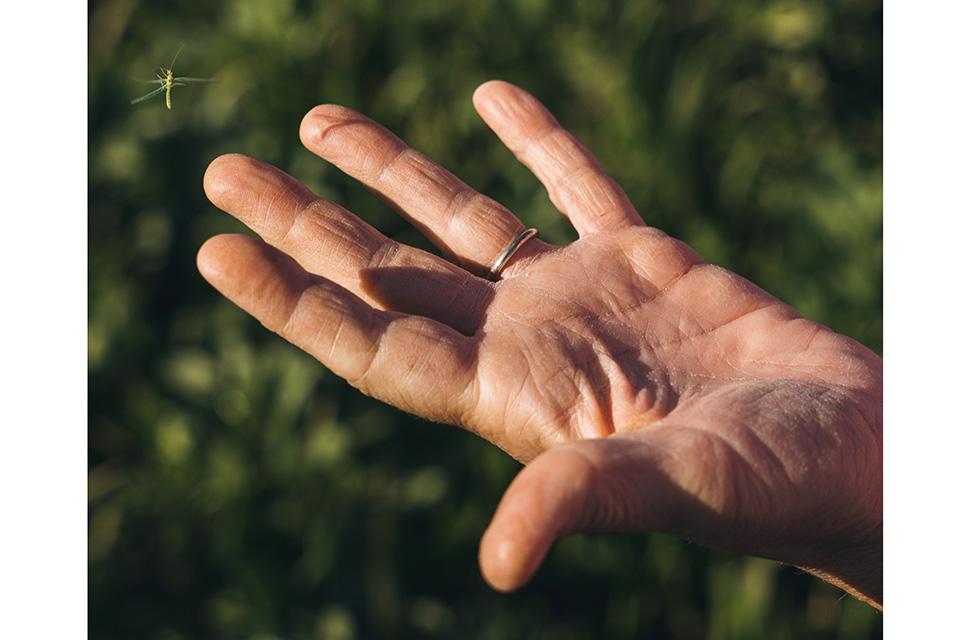 What Good Bugs are Best? The Most Valuable Insect Predators for Your ...