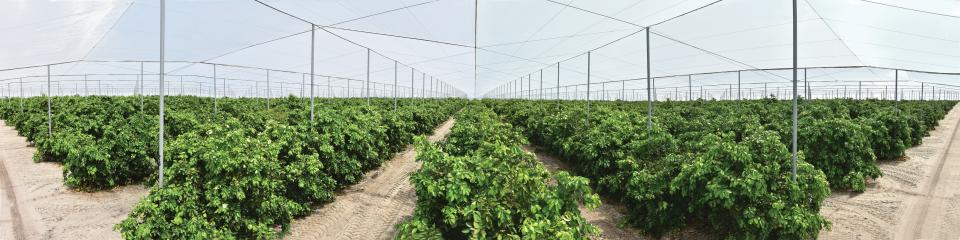 Can Growing Citrus Under Protective Screen Save Florida’s Signature ...