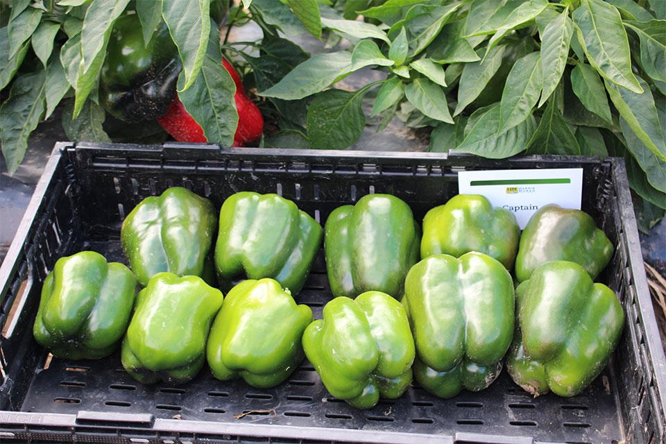 Standout Selections From the 2024 Vegetable Seed Trials [PHOTOS ...