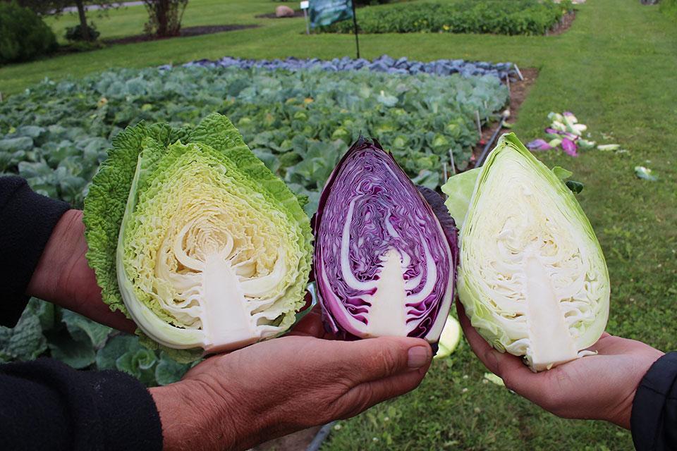 Standout Selections From the 2024 Vegetable Seed Trials [PHOTOS ...