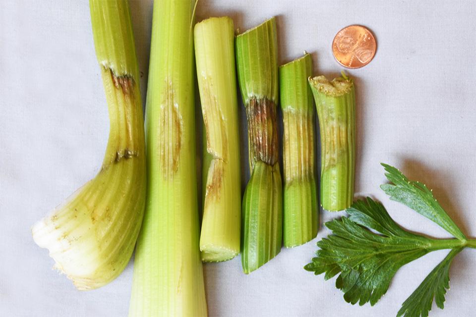 Unexpected Vegetable Disease Issues Can Lead to Unusual Findings ...