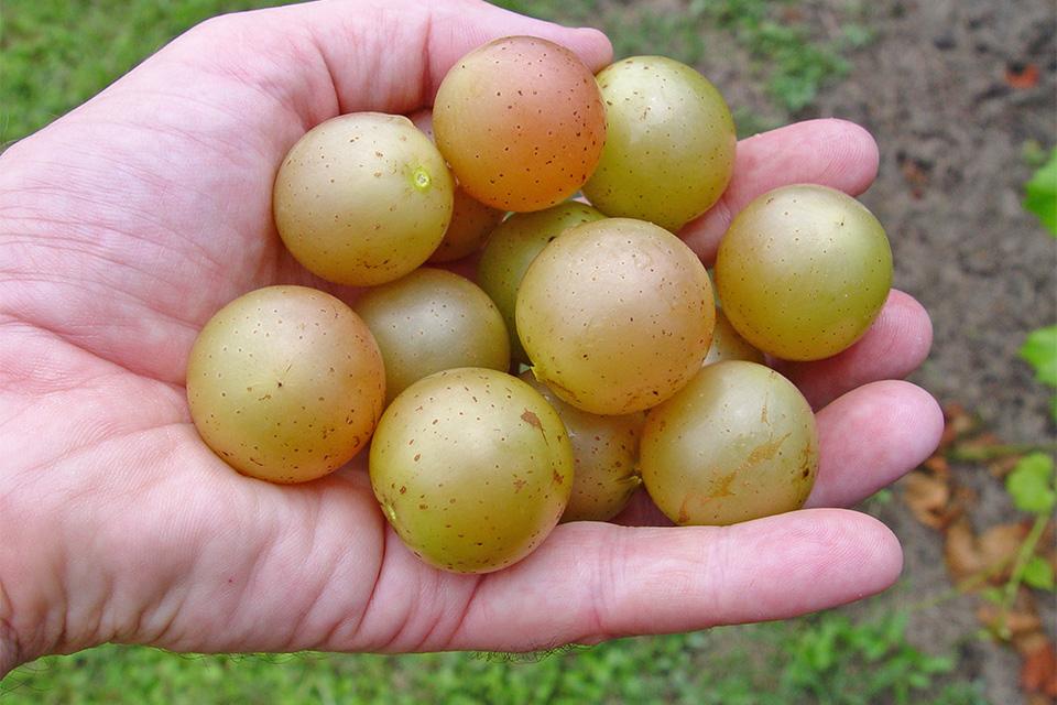 Putting Bronze Muscadine Grape Varieties in the Spotlight - Growing Produce