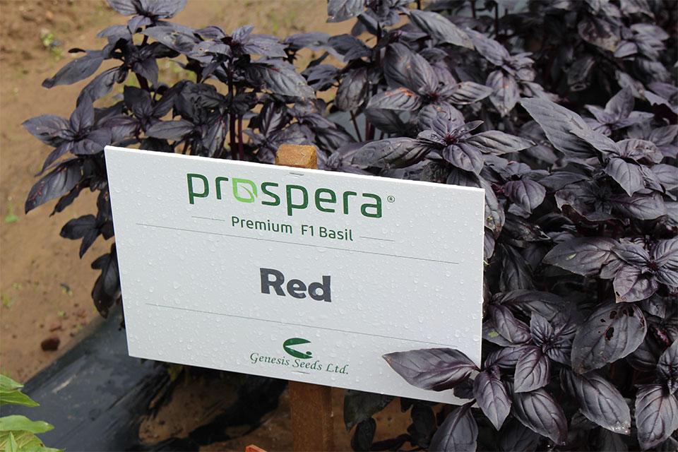 Standout Selections From the 2024 Vegetable Seed Trials [PHOTOS ...