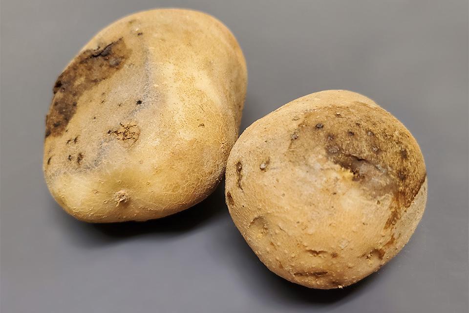 Potato Problems? 7 Tips for Submitting Samples to a Diagnostic Lab ...