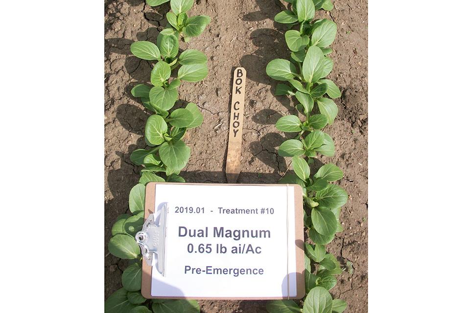 Weed Control Follow Up: Consider These Dacthal Herbicide Alternatives ...